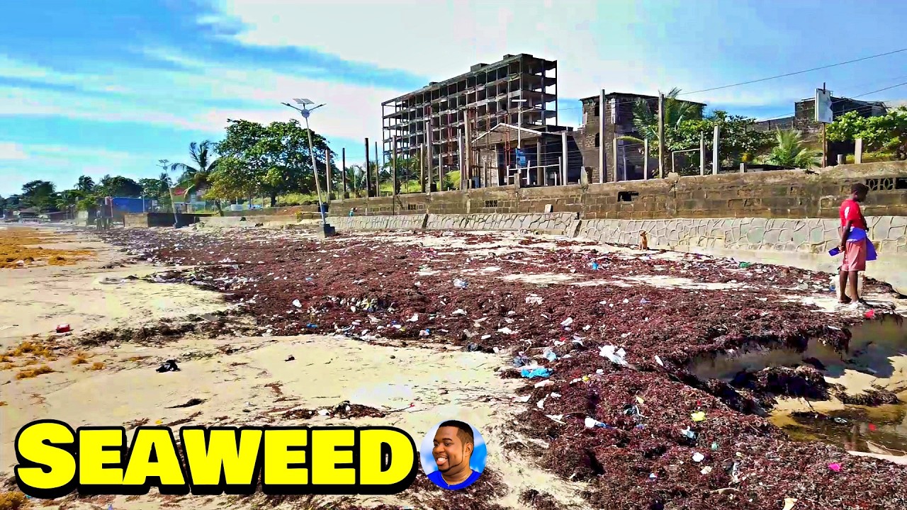 SEAWEED AT ABERDEEN BEACH 🇸🇱FREETOWN CITY - Vlog 2025 - Explore With ...