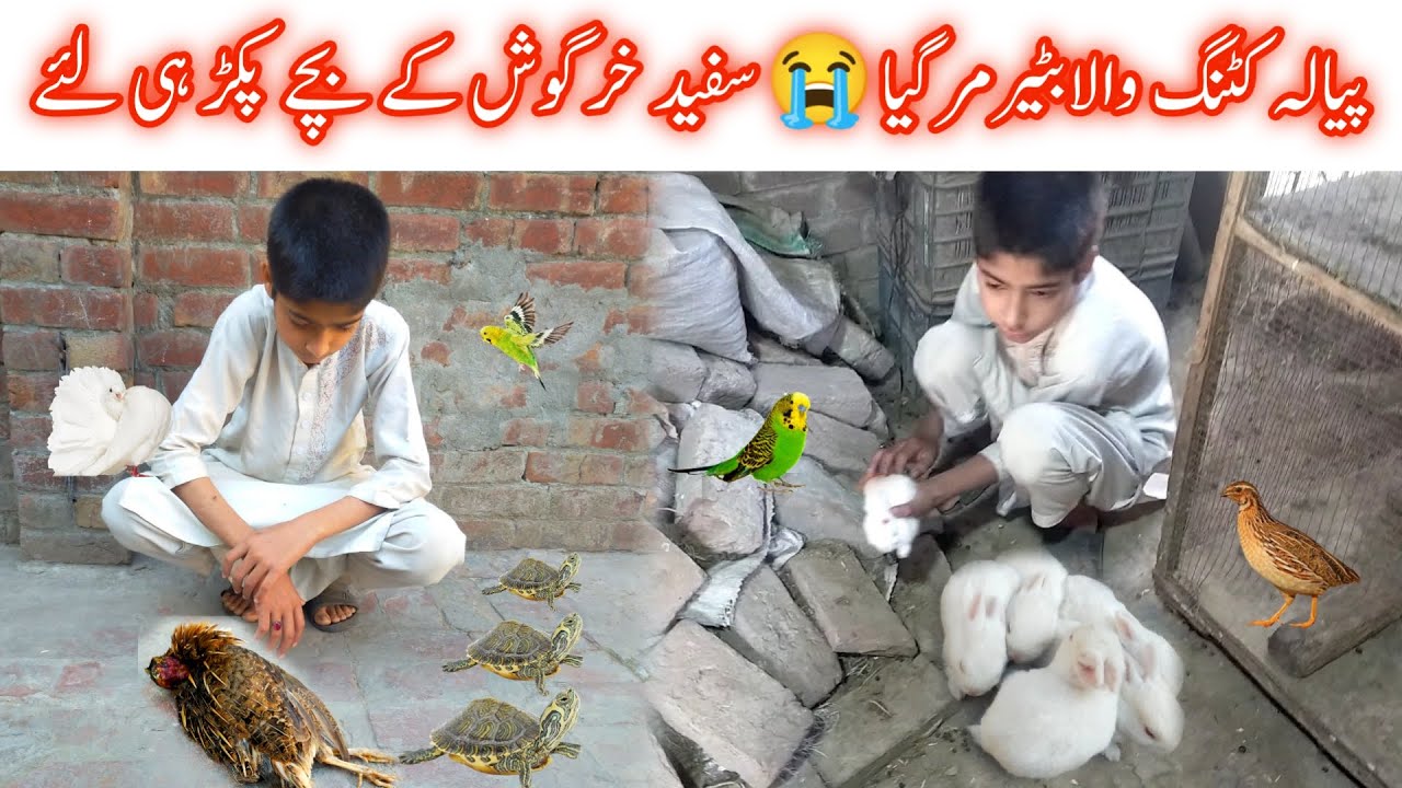 White Rabbit baby pakar liye | pyala cutting btair mar gya 😢 | Pets ...