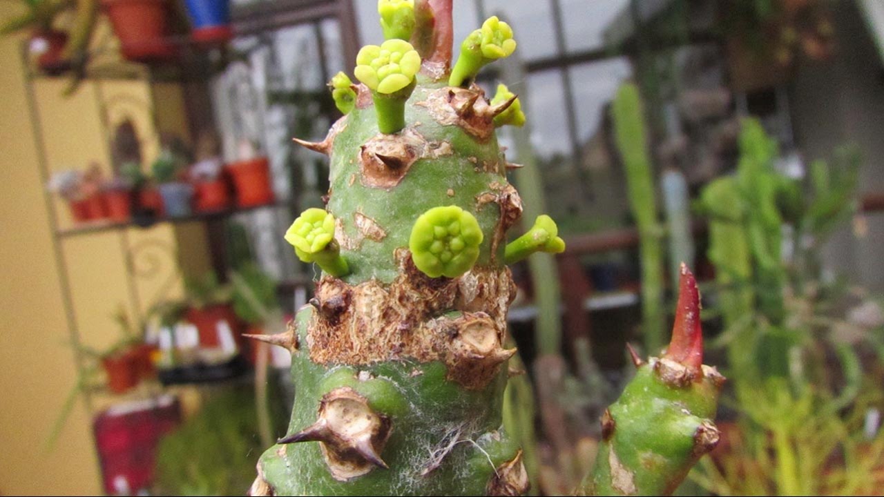 My Euphorbia sudanica Succulent Plant with Weird & Wacky Flowers - YouTube