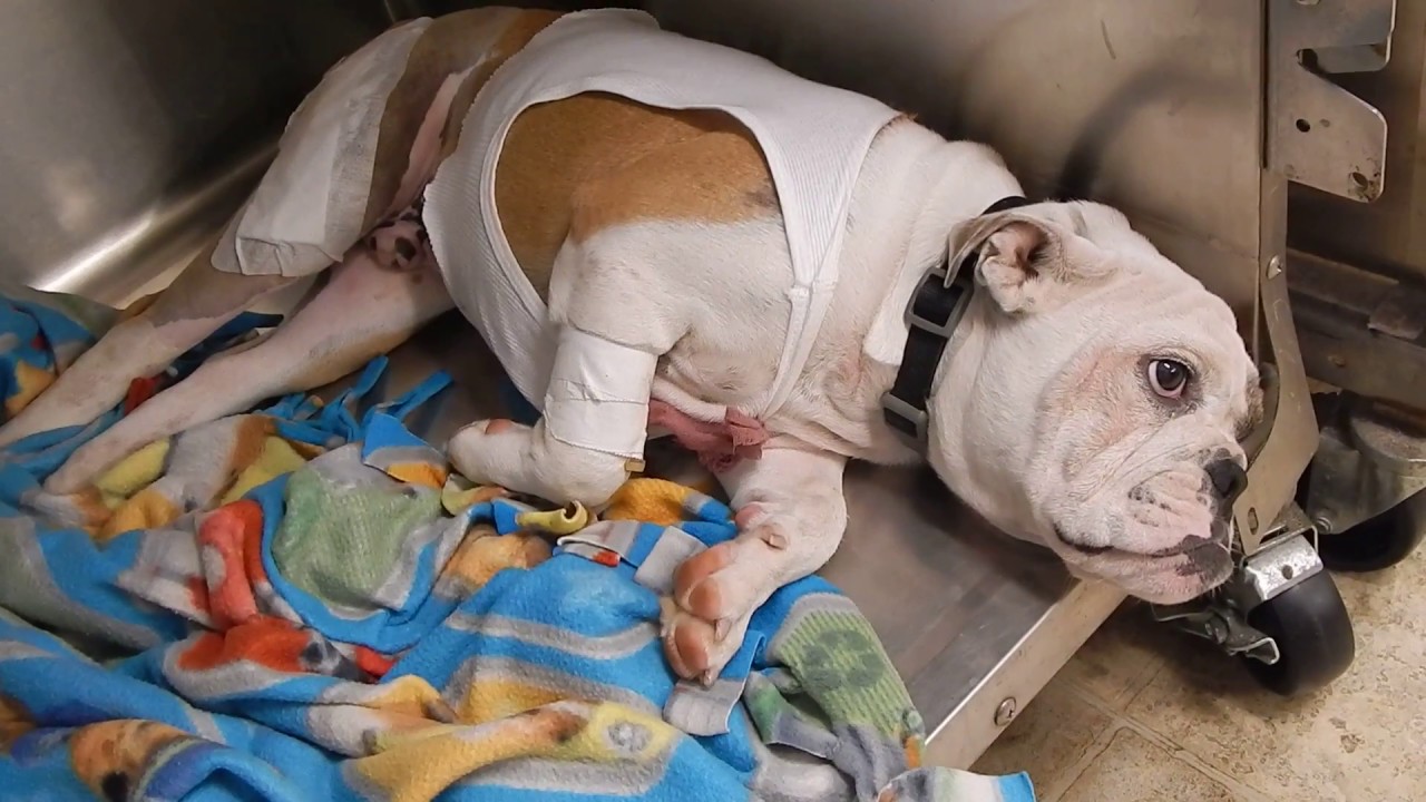 Rescue bulldog puppy post-op fracture repair Dr. Kreamer @Vet4Bulldog ...