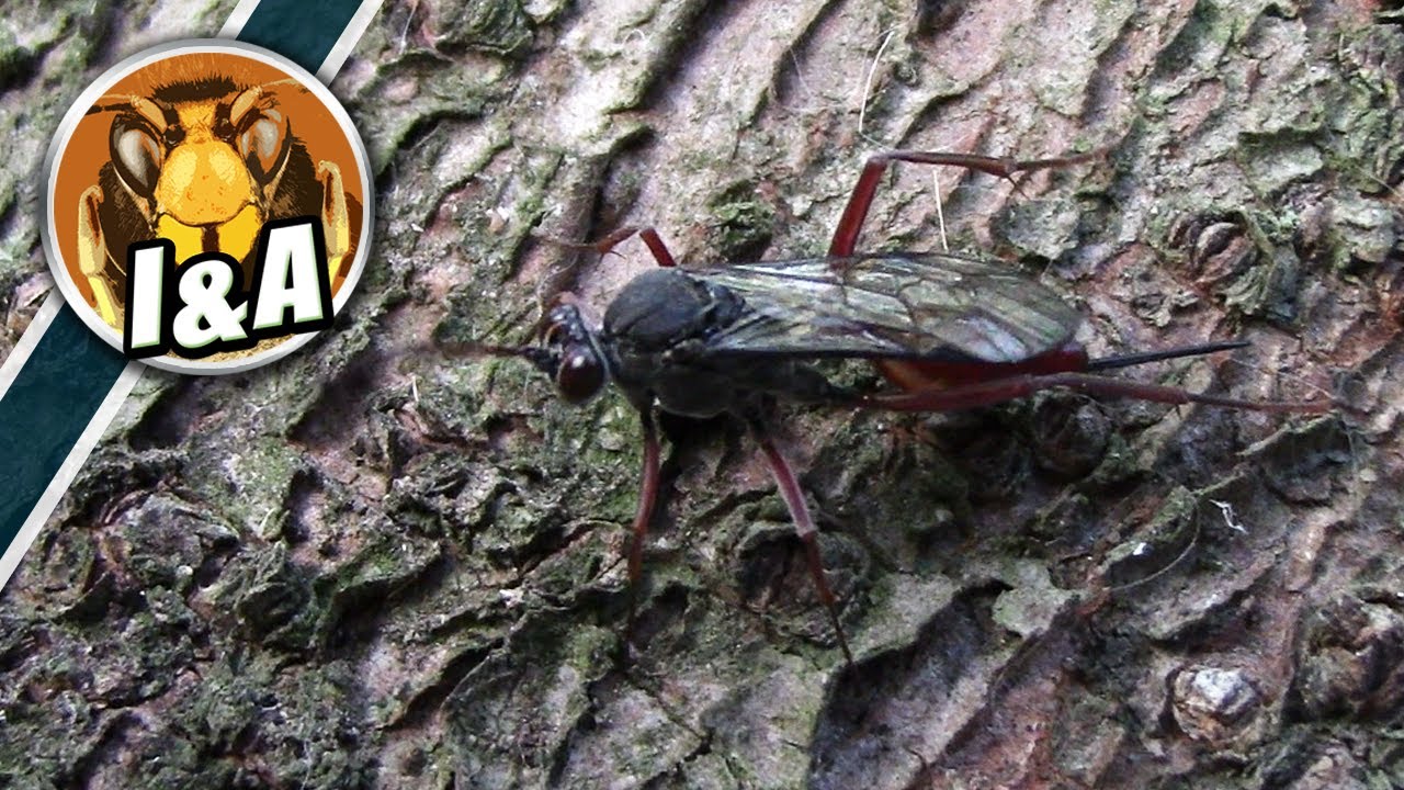 (26) INSECTO VOLADOR / FLYING INSECT - INSECTOS Y ANIMALITOS insects ...