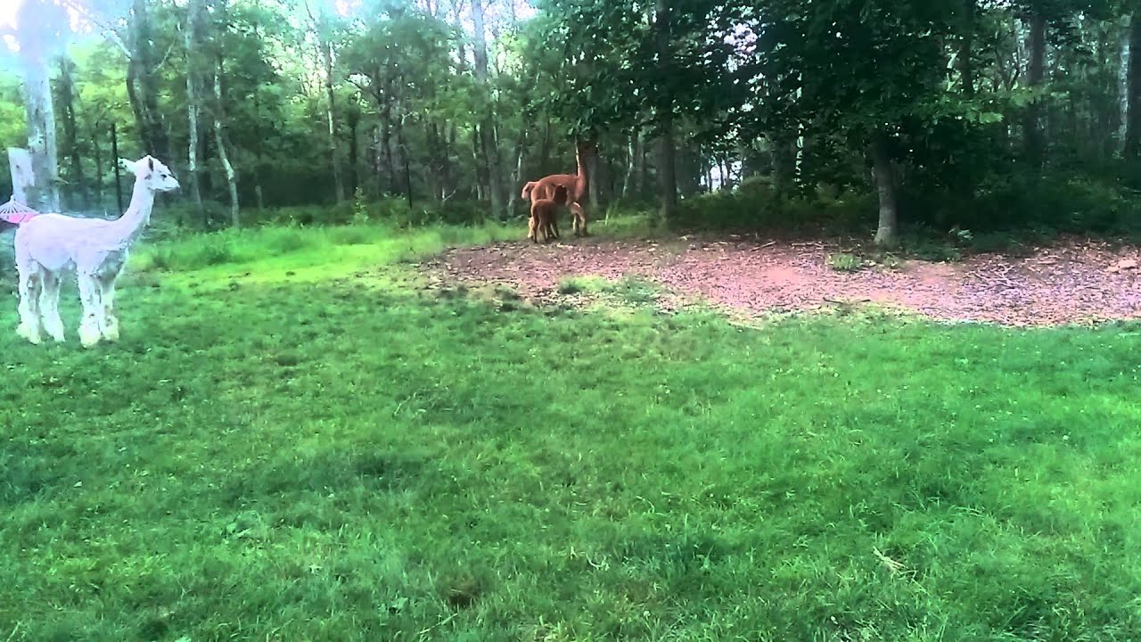 Baby Alpaca Running - YouTube