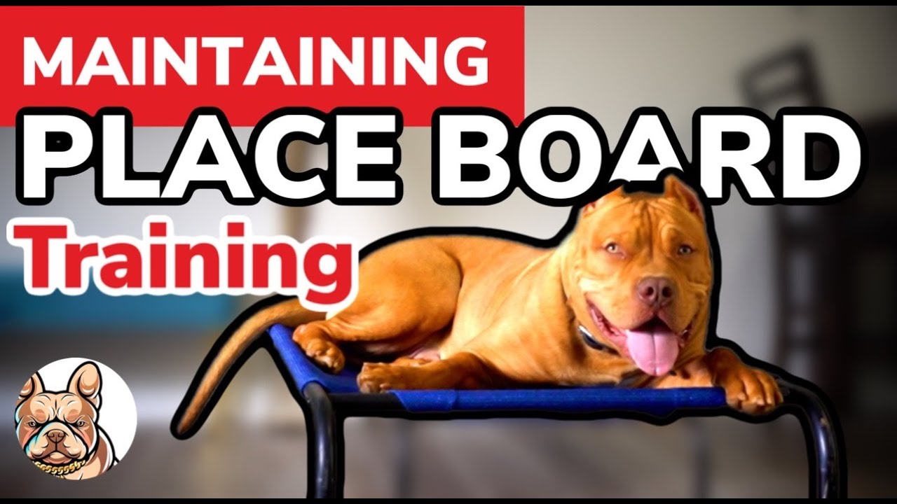 Maintaining Place Command For Your Dog or Puppy … Dog Training - YouTube
