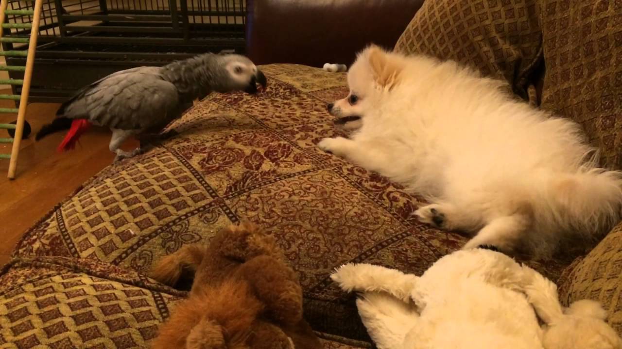 The dog and parrot playing together - YouTube