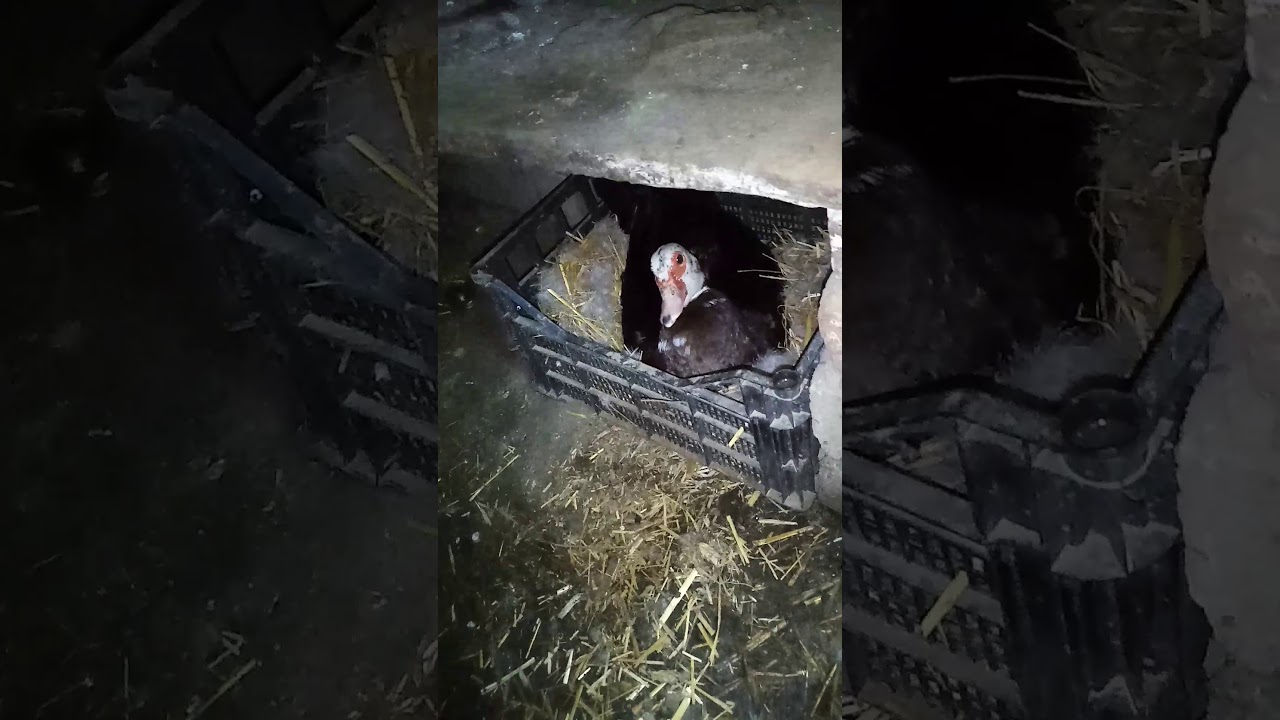 O rata muta (leseasca) clocește 🦆🦆 - YouTube