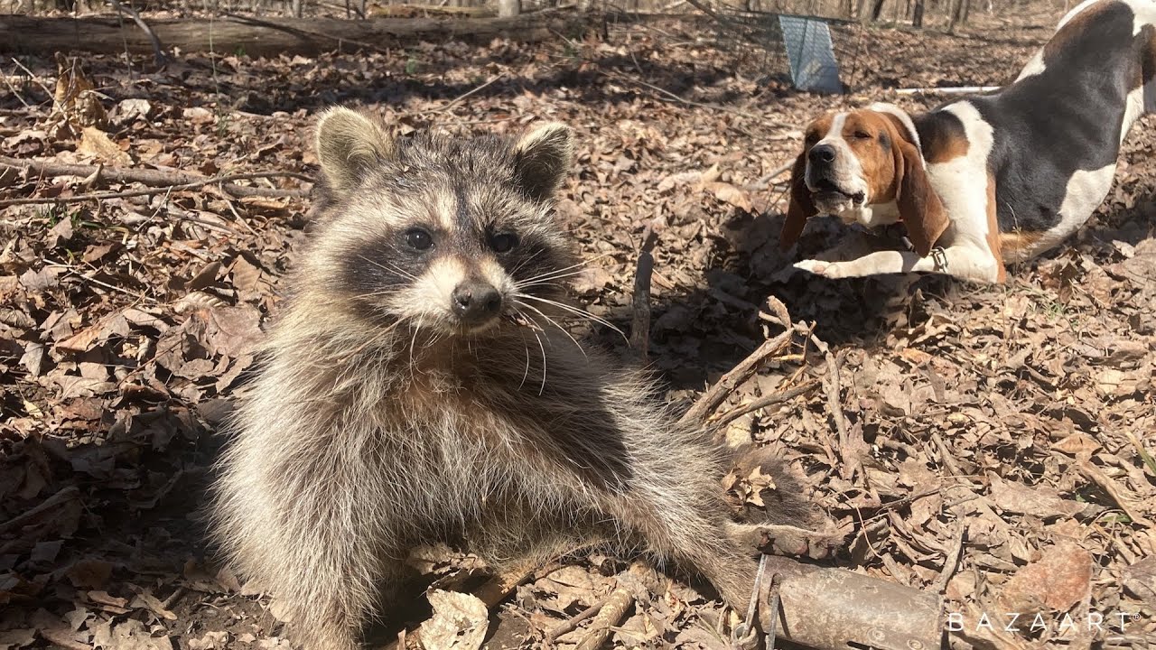 Coonhound training in Kentucky - YouTube