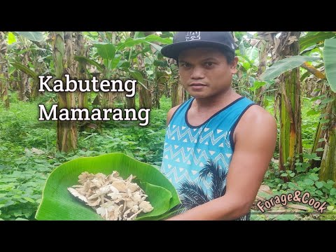 Napaaga ang kabuteng mamarang | Forage & Cook | Pola Oriental Mindoro ...
