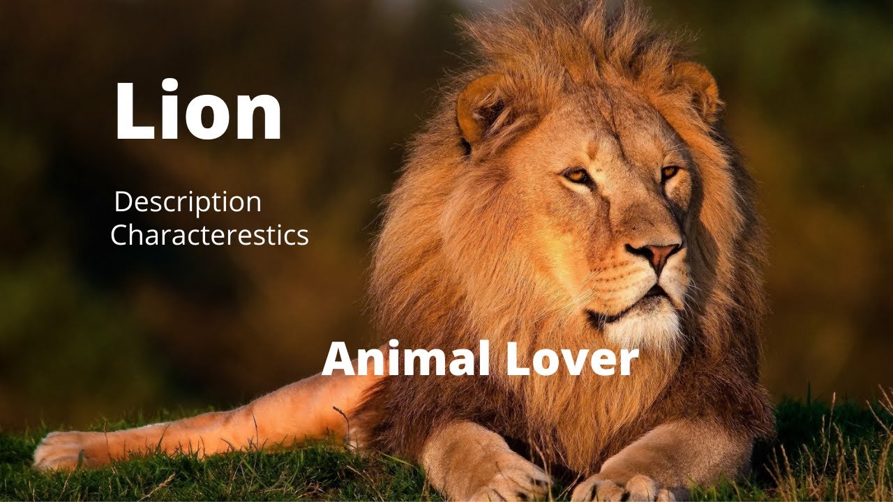 Lion Description, Characteristics and Facts | #Animal Lover #Lion #King ...