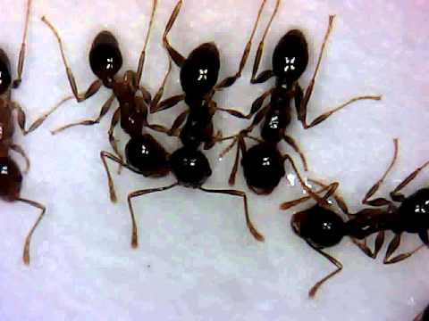 002 como comen las ormigas.wmv - YouTube