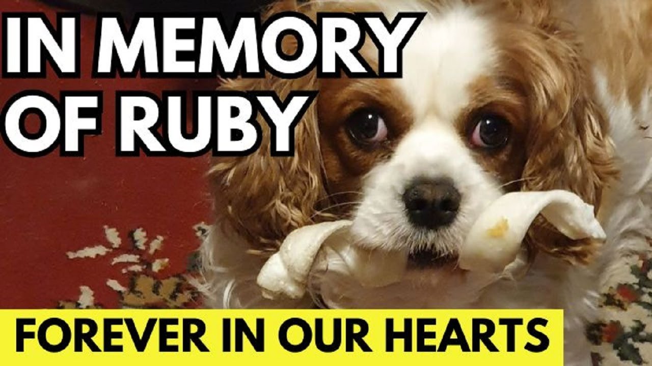 Remembering RUBY: The Dog Who Changed Our Lives Forever - YouTube