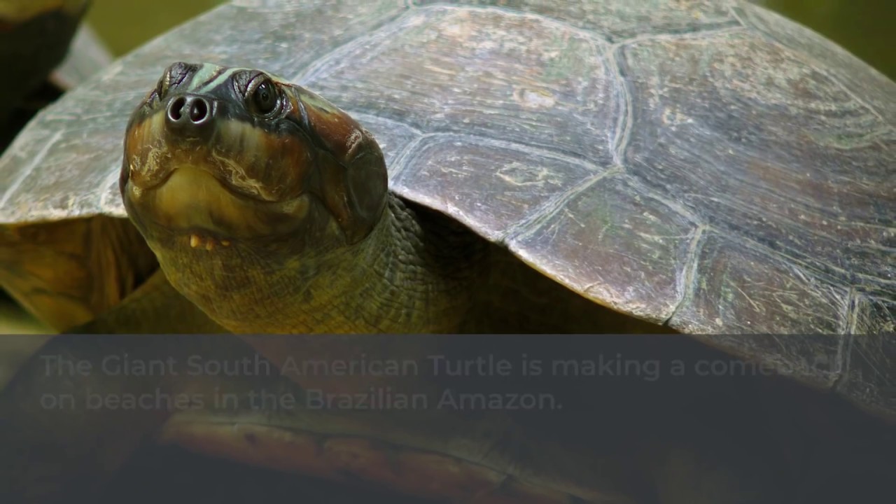 Giant Turtle Found In Amazon River