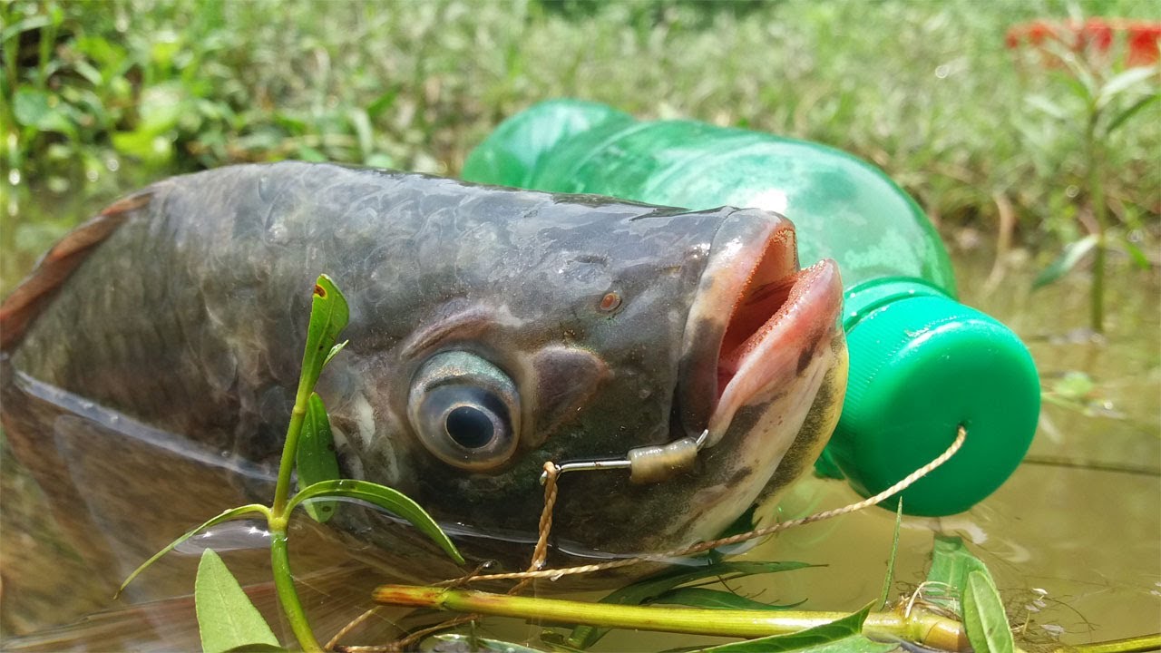 Amazing Big Fish Trap - Wow ! Fish Catch With Plastic Bottle - YouTube