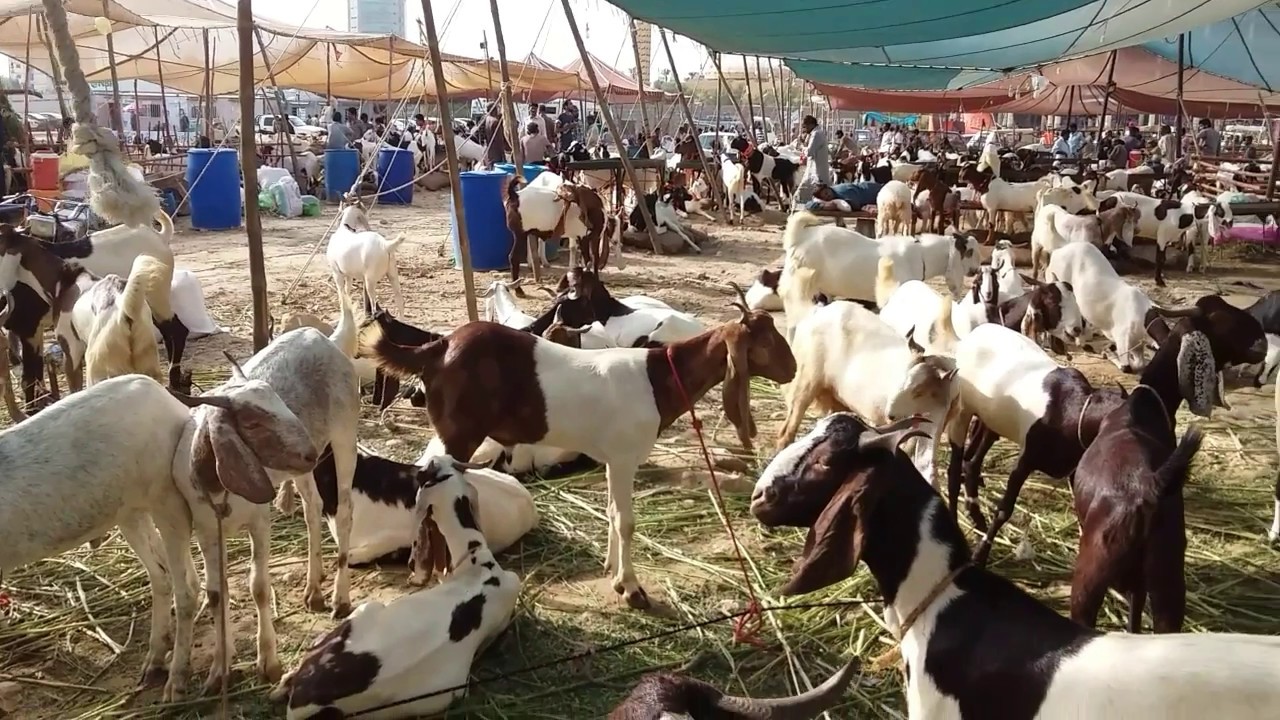 BAKRA EID IN PAKISTAN!! - YouTube