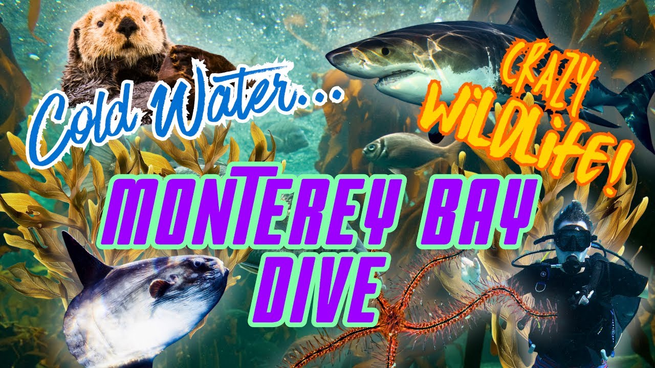 Monterey Bay Scuba Dive - YouTube
