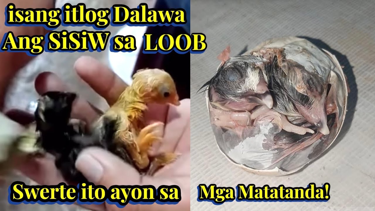 iSANG iTLOG DALAWA ang SiSiW sa LOOB…SWERTE ito ayon sa mga matatanda ...