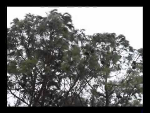 Karmete - Kara Duman (Official Video)