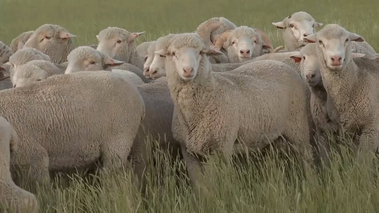 ASI Working on American Wool for Future Generations - YouTube