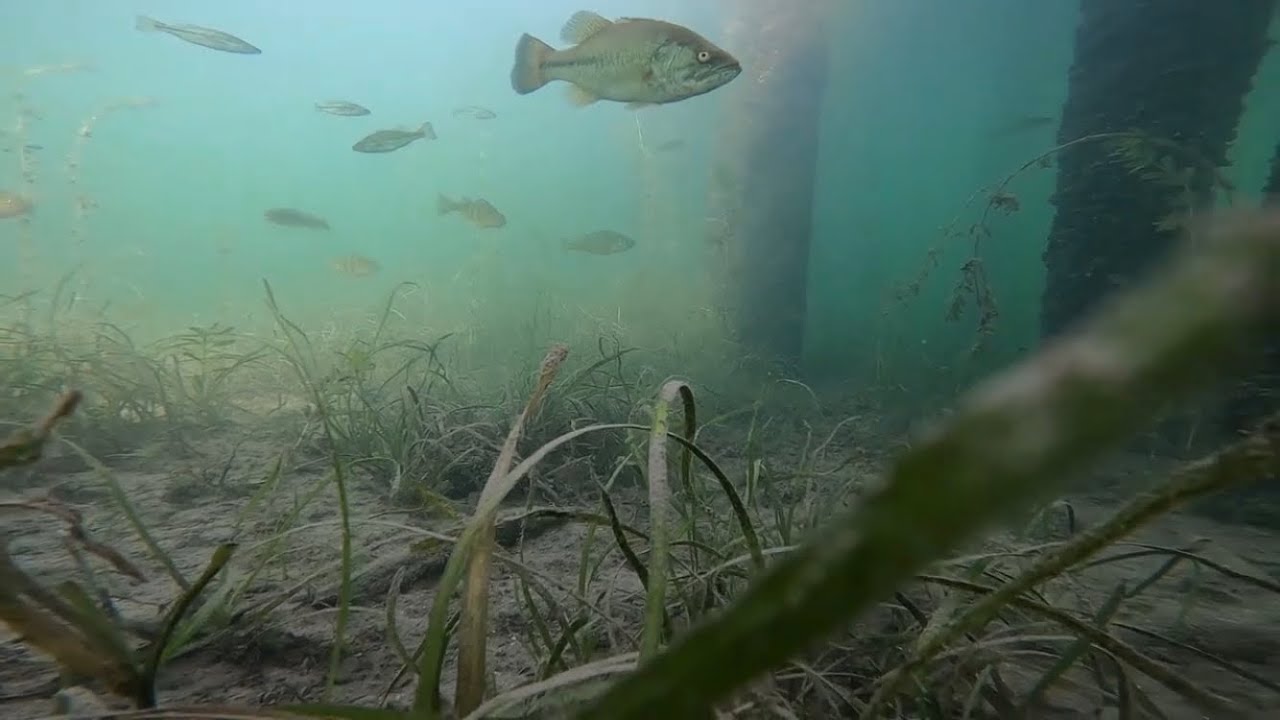 UNDER THE DOCK EP. 3 (UNDERWATER VIDEO!) - YouTube