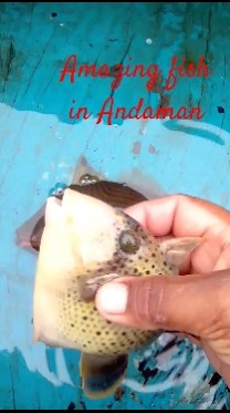 amazing fish catching in Andaman Nicobar Island #fish #sea # ...
