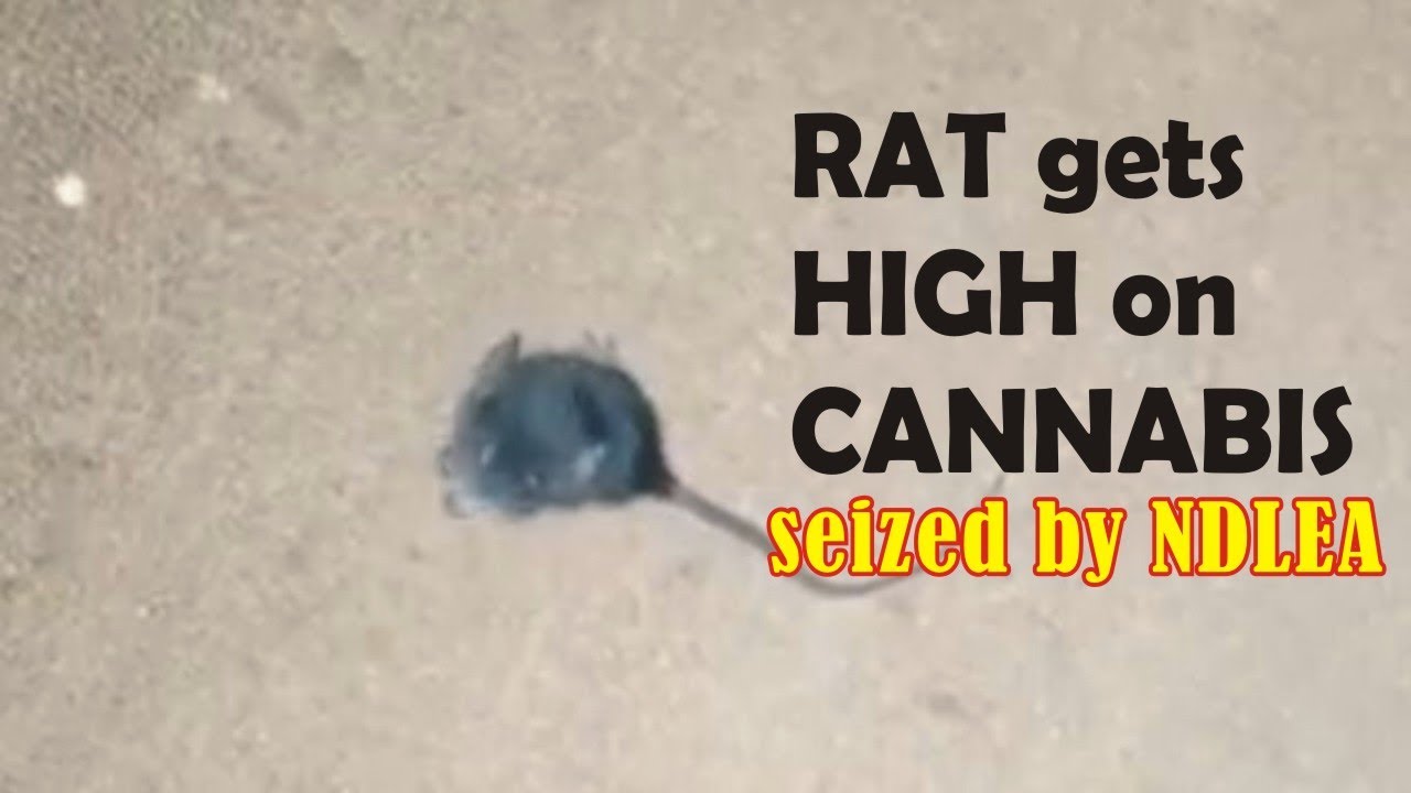 Rat gets "high" after consuming cannabis seized by NDLEA (video) - YouTube