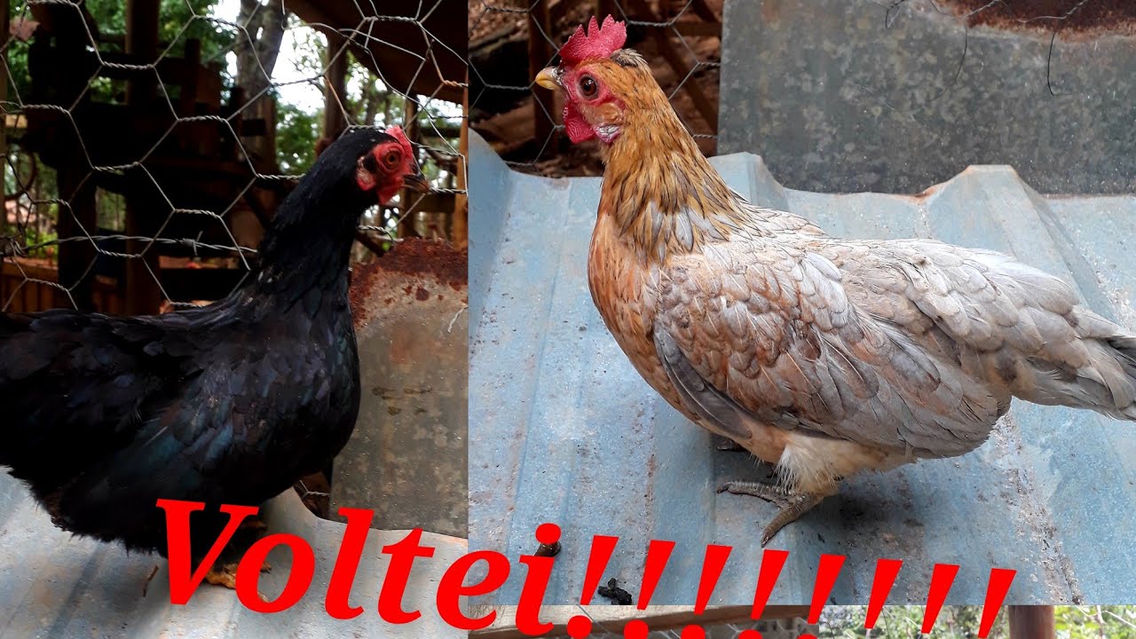 MOSTRANDO A CRIAÇÃO DE GARNIZES - YouTube