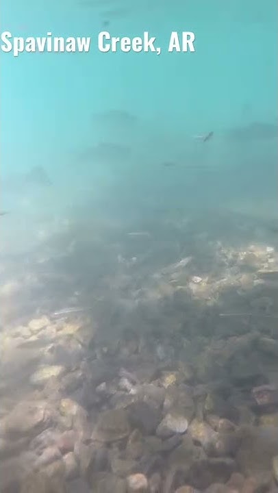 Trout at Spavinaw Creek in AR #springwater - YouTube