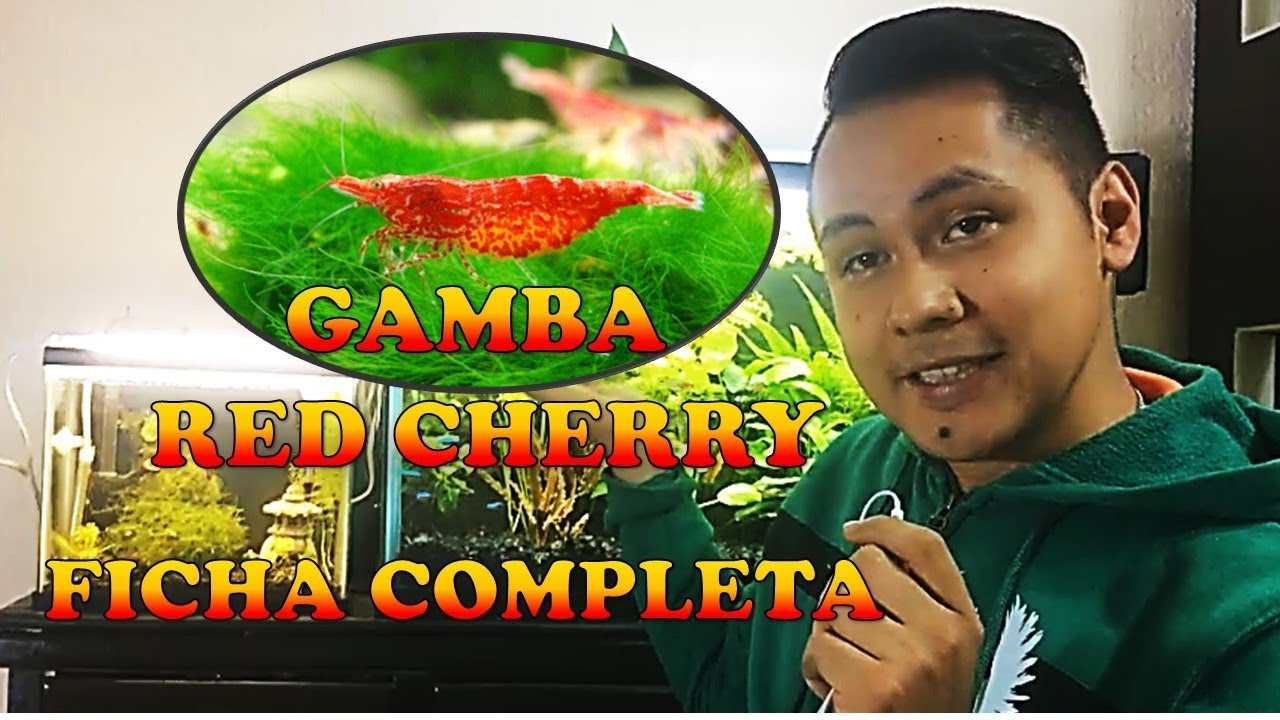 Guia y Ficha de la Gamba Red Cherry - YouTube