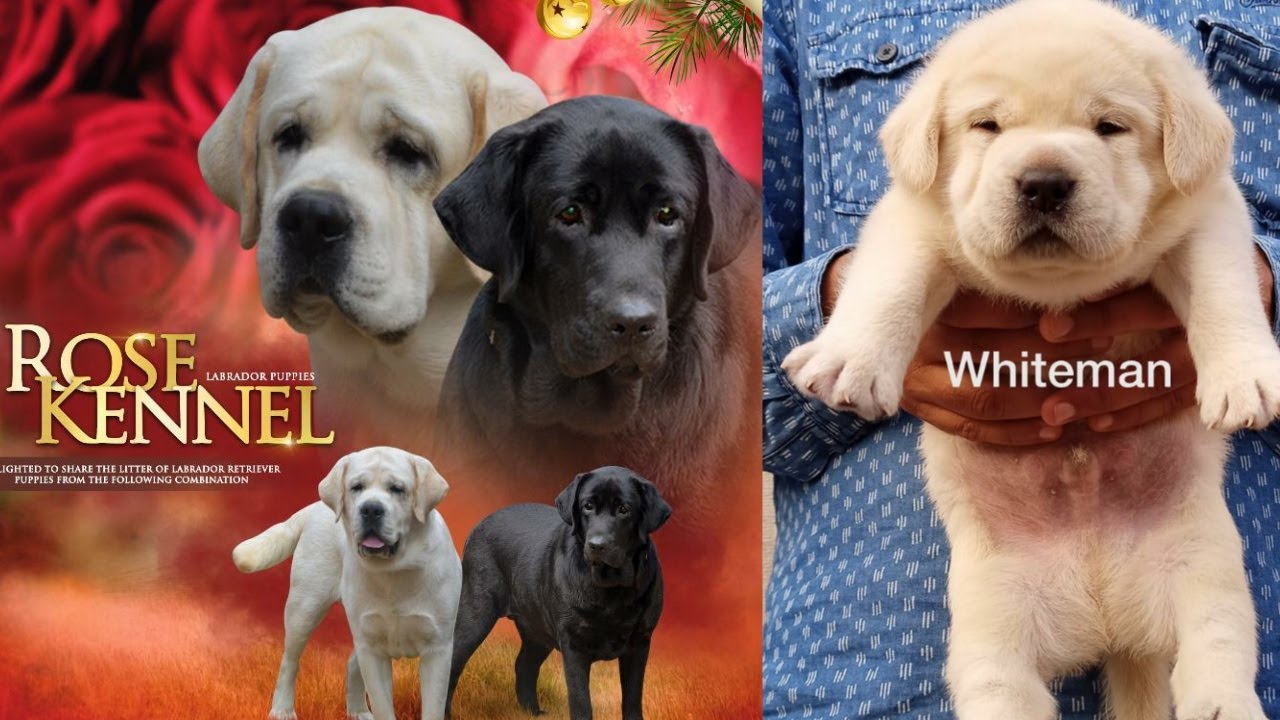 Extra-ordinary champion bloodline full wrinkle face Labrador puppies by ...