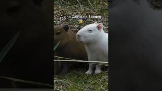 Albino Capybara