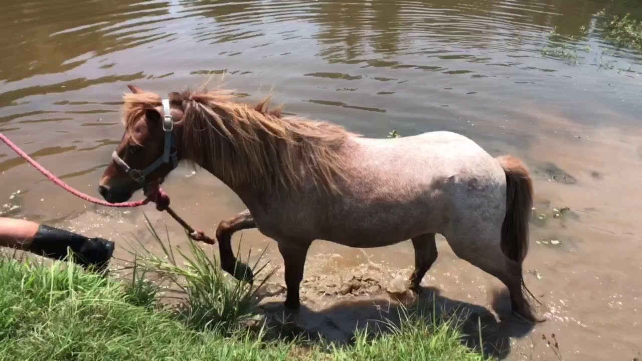 “Jaws” & “Zoom” in the Pond - YouTube