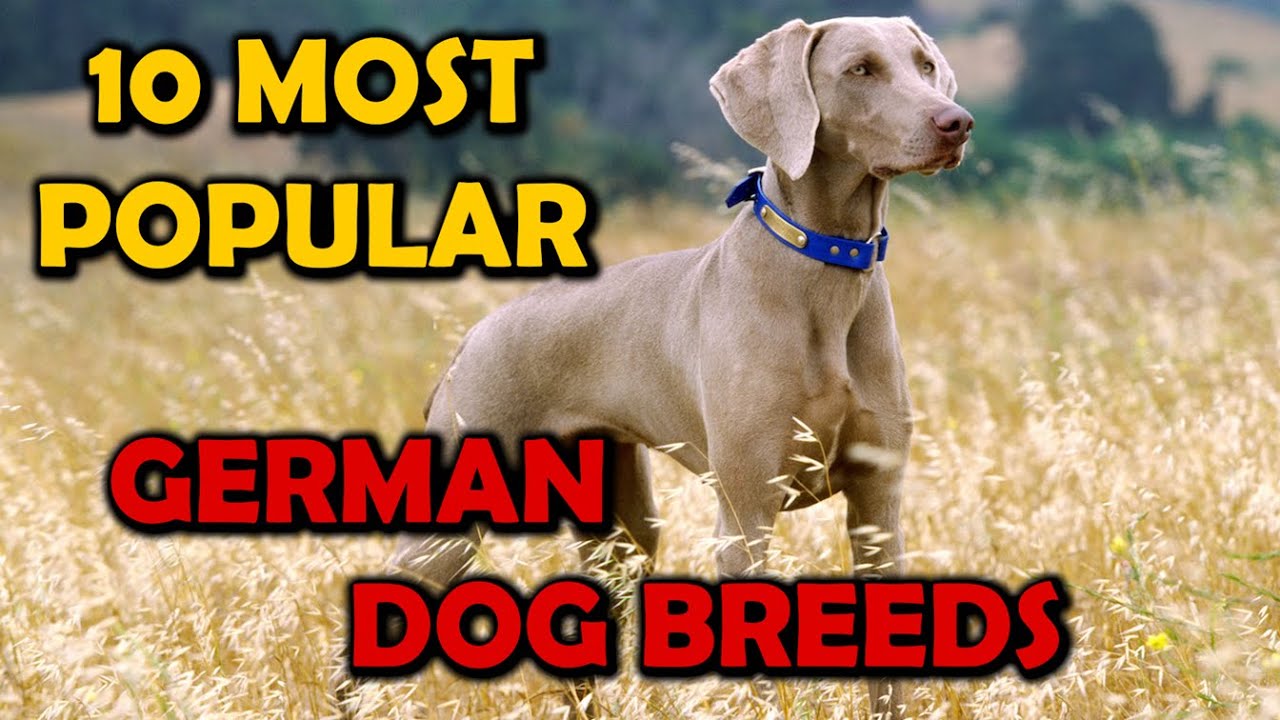 10 Most Popular German Dog Breeds - YouTube