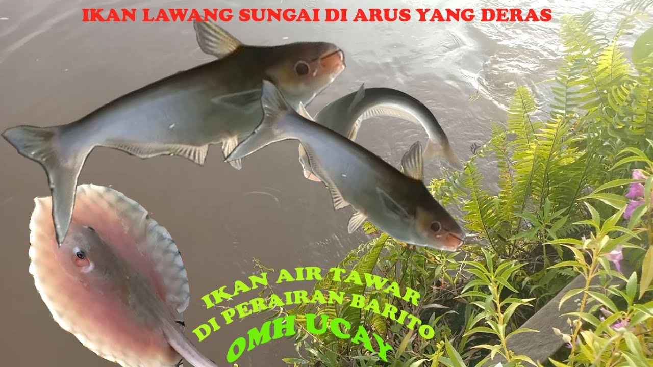 Mancing Ikan Lawang di sungai dapat bonus anak Ikan Pari, Sungai Barito ...
