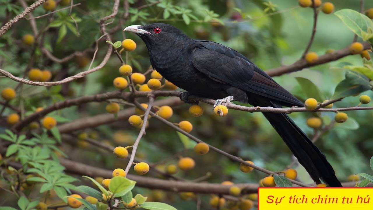 Sự tích chim Tu Hú - Truyện cổ tích Việt Nam - YouTube