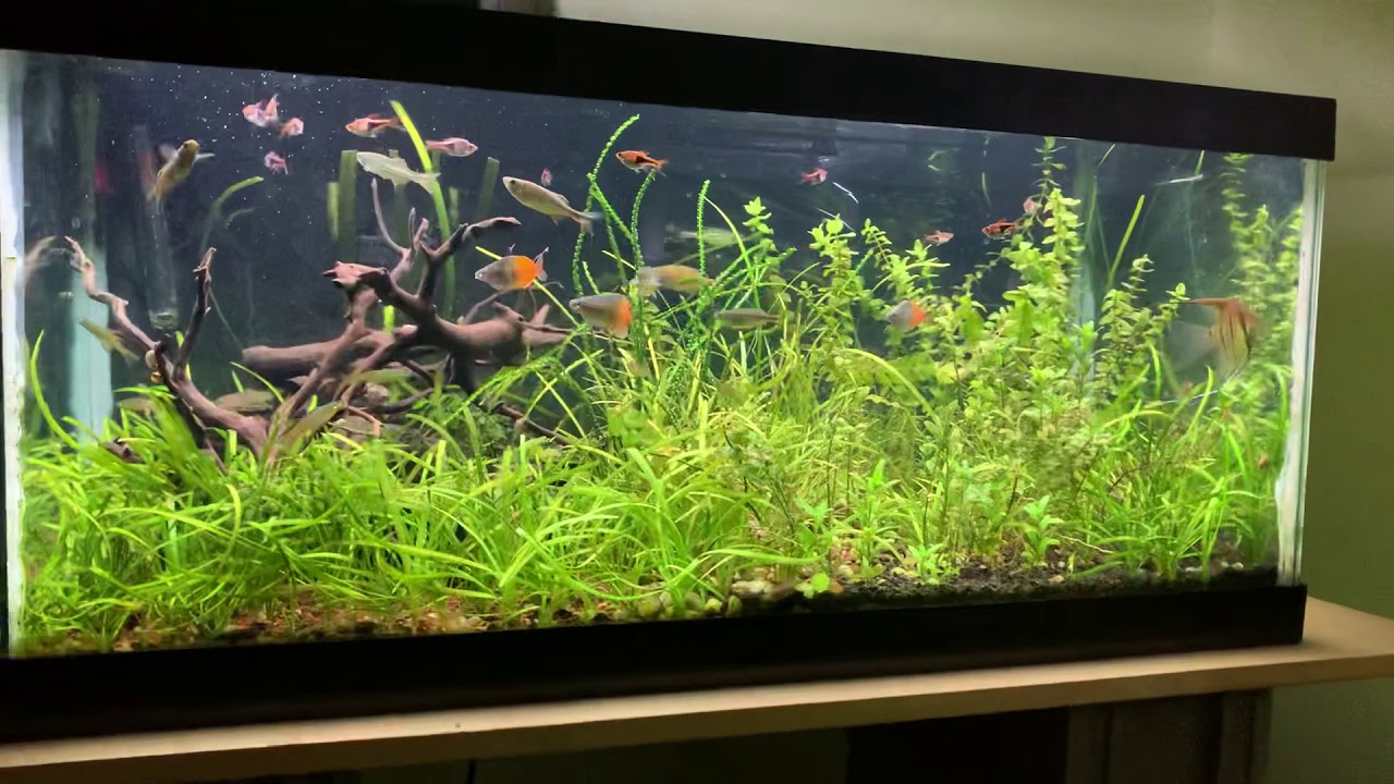 Double Fish Tank Update Oct 2020 - dirted planted Walstad Method tanks ...