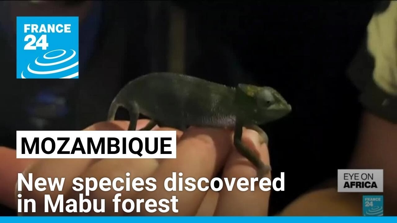 Mozambique: New discoveries could save Mabu rainforest • FRANCE 24 ...