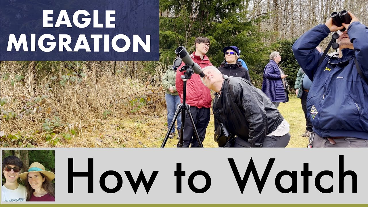 How to Watch the Eagle Migration | Skagit River, WA - YouTube