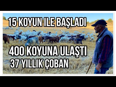 15 KOYUNLA BAŞLAYIP 400 KOYUNA ULAŞTI - 37 YILLIK ÇOBAN SERDAR
