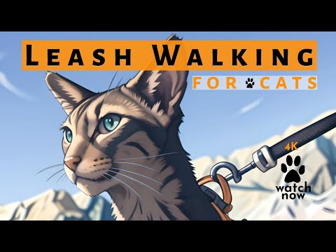 Daisy's Diary: #35 How to Walk Your Cat on a Leash, Harness & Leash Train/Walk Cat, Compilation, 4K