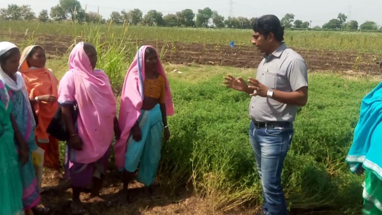 Stylo multicut Fodder For cow, buffalo, goat - YouTube