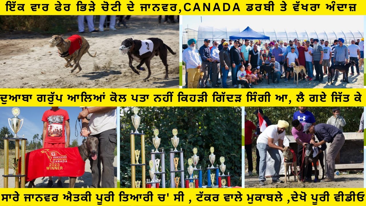 GREYHOUND DOGS DERBY RACE ,SURREY ,BC | TRACK CHASING COMPETITION ...