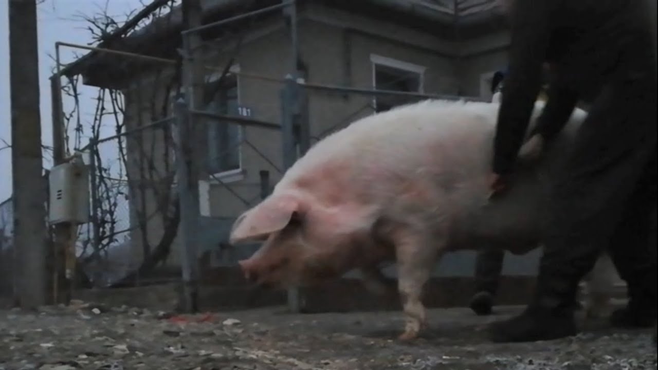 CICI - Partea 1 (Marele Alb x Landrace) | Taierea Porcului | Va urma ...