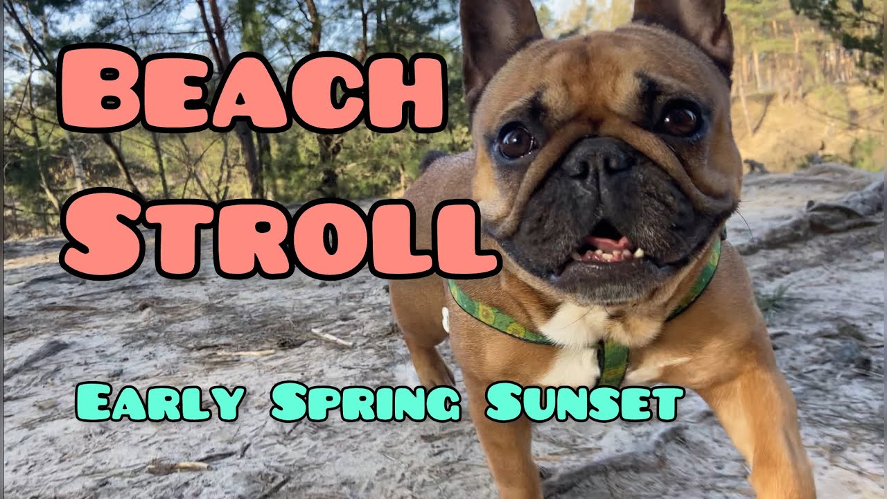 French Bulldog Beach Stroll: Early Spring Sunset Adventure with Ariva 🐾 ...