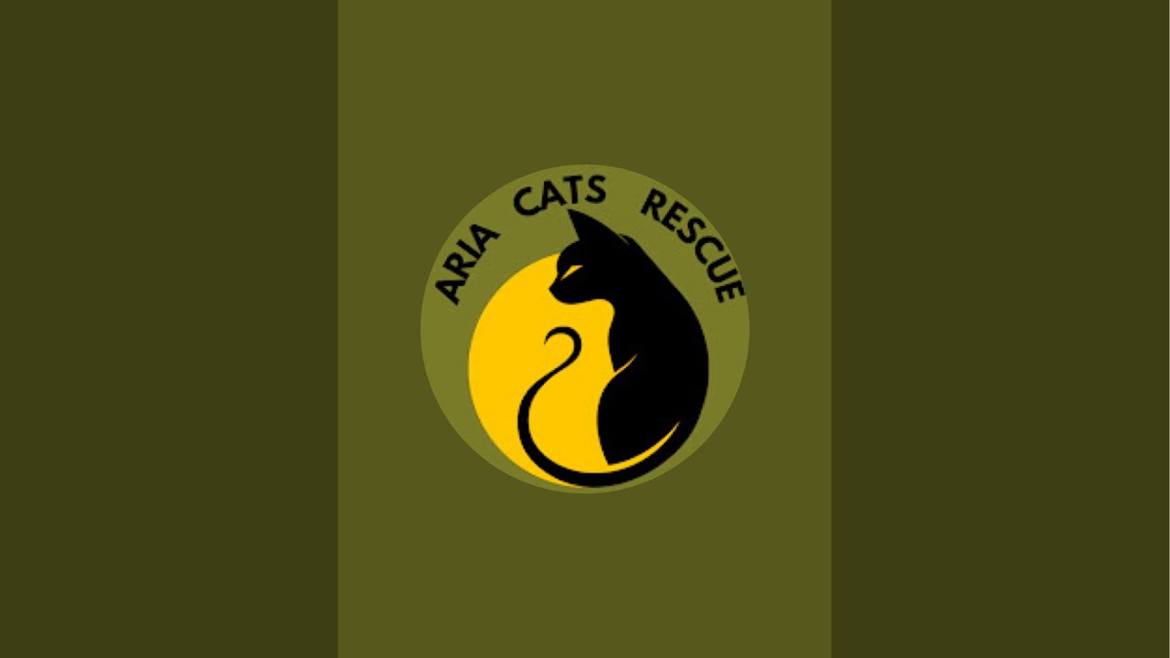Aria_cats_rescue is live - YouTube