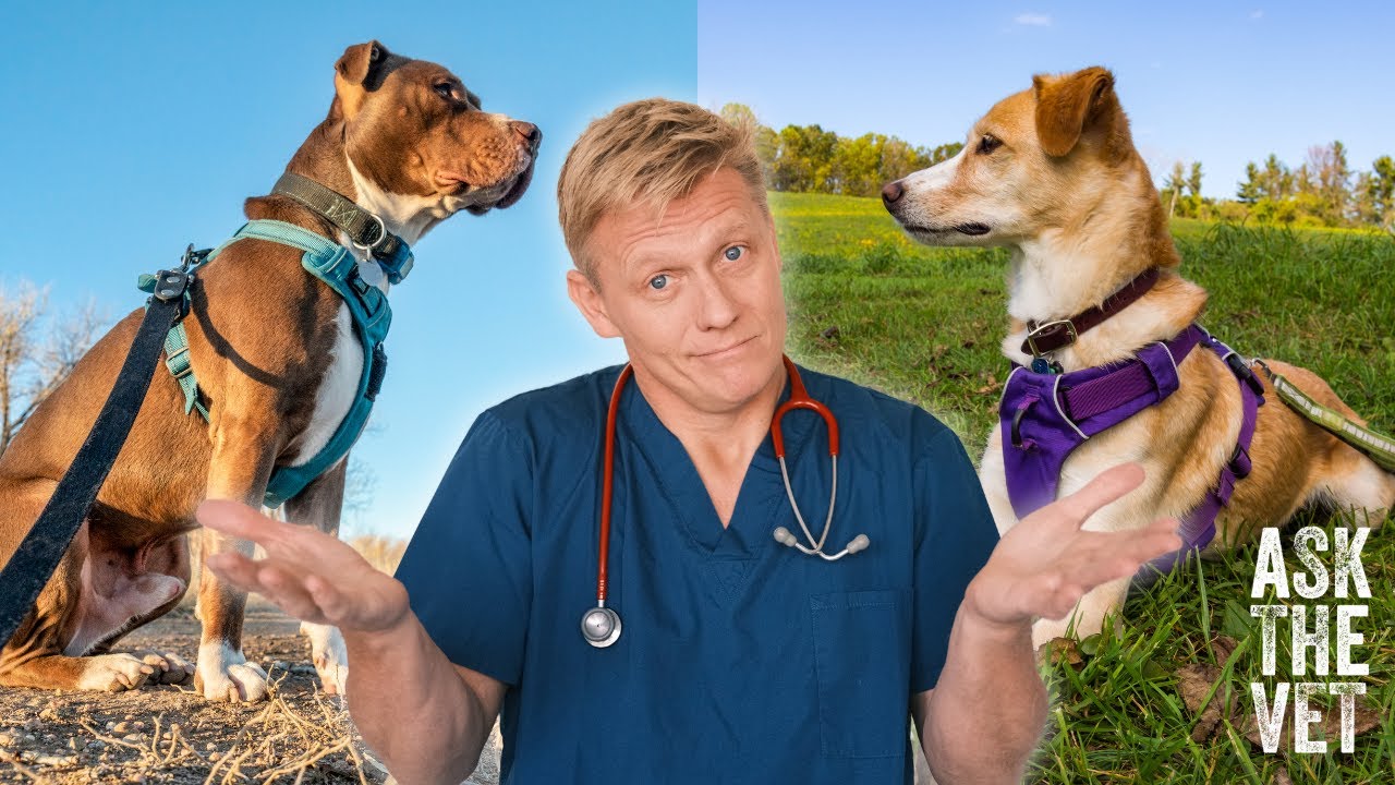 Should my dog wear a harness? | ASK THE VET with Dr Scott Miller - YouTube