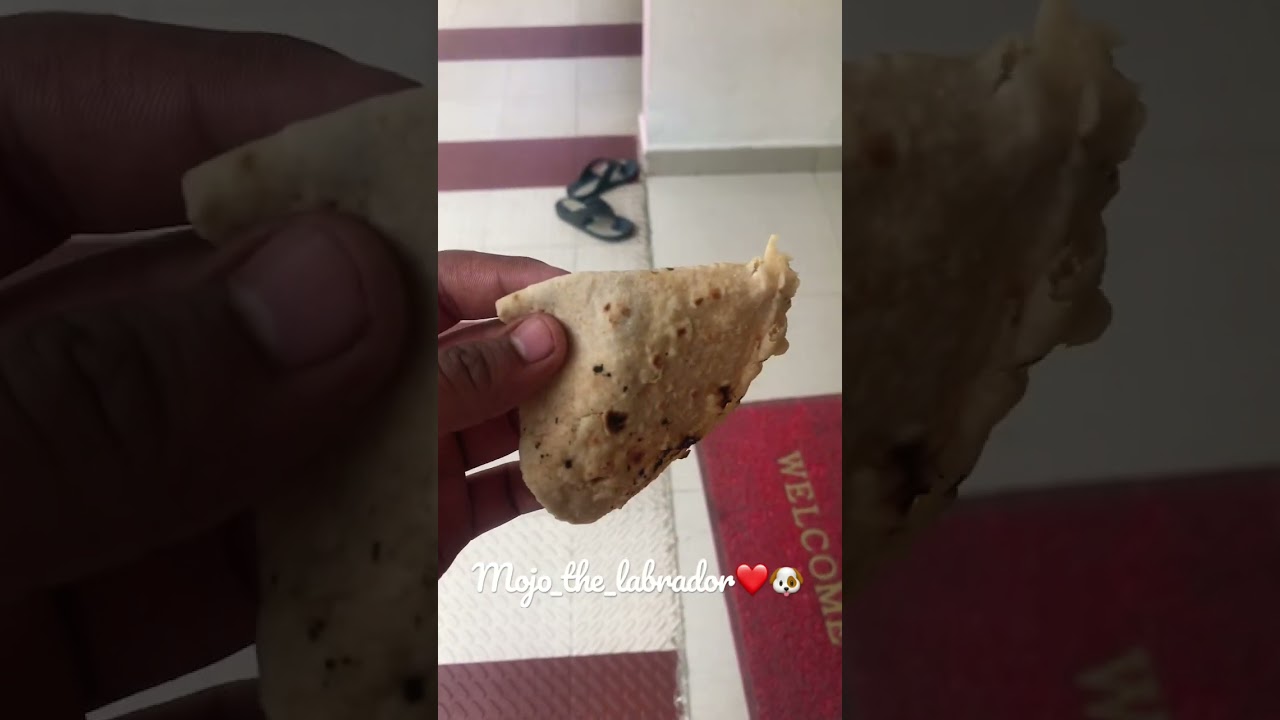 Mojo ki Roti dogs #labrador #dog #dogfood #mojo ️🐶 - YouTube