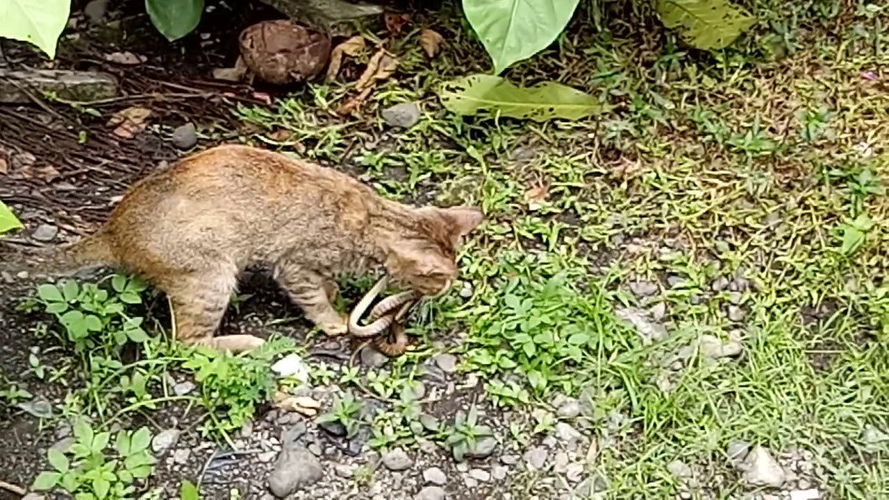 Cat vs snake - YouTube
