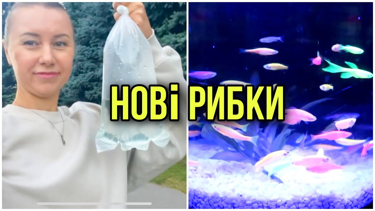 Купую нових рибок в акваріум - YouTube