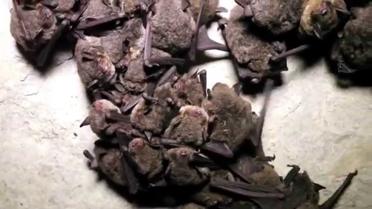 Spring Migration of the Indiana Bat - YouTube