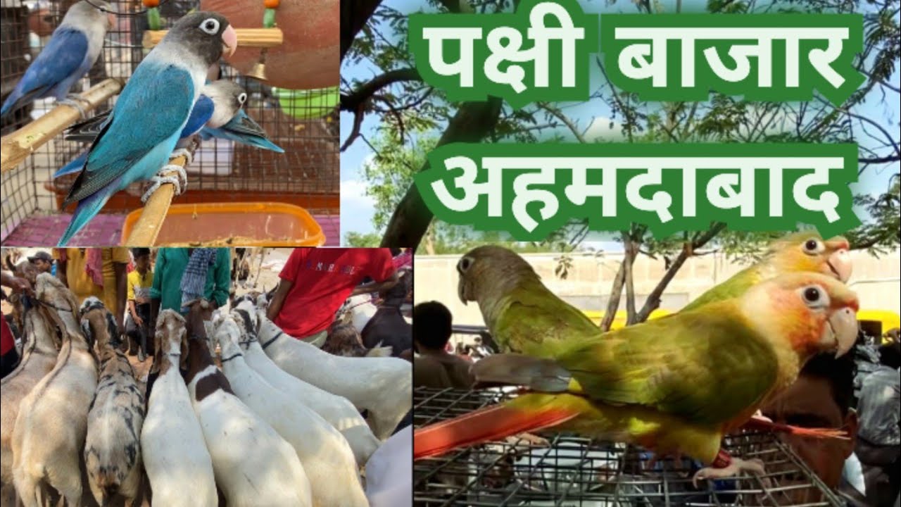 Ravivari Bazar Bird market in Ahmedabad #sundaybirdsmarket in Ahmedabad ...