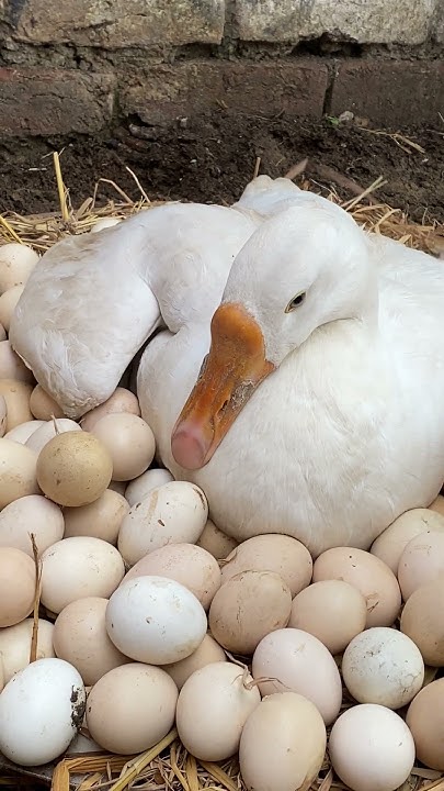 Geese duck harvesting eggs to chicks - YouTube